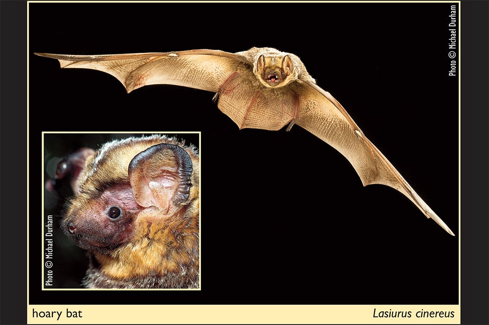 Do artificial roosts help bats? | College of Liberal Arts & Sciences ...