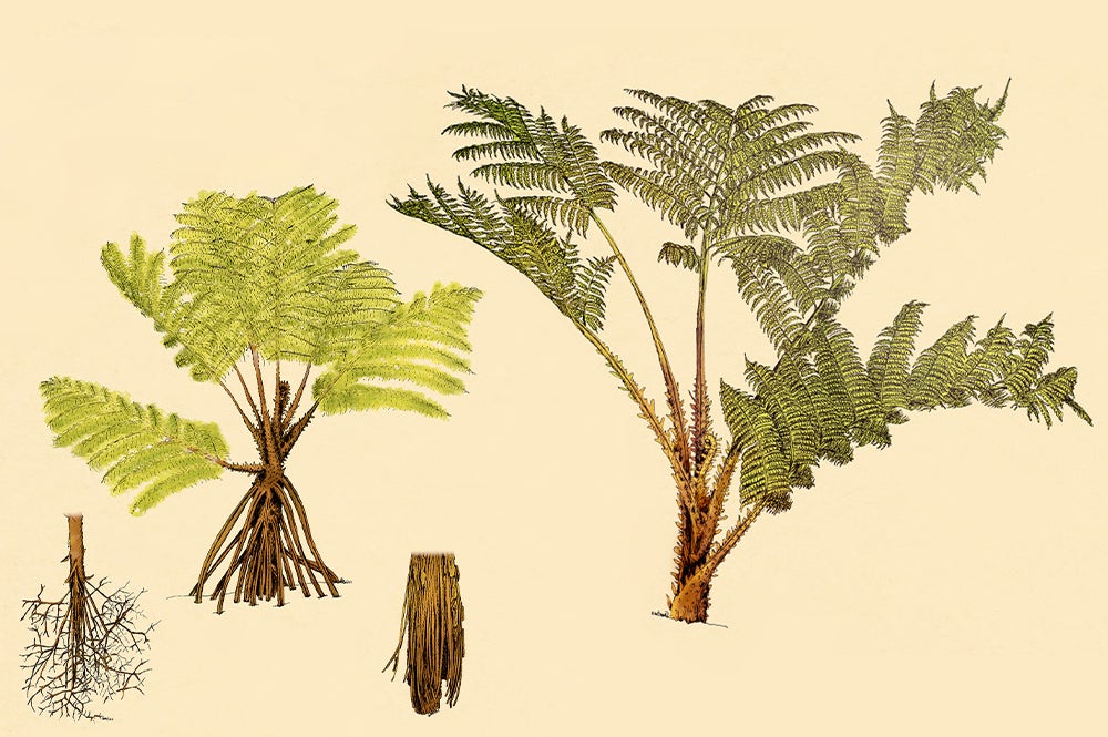 Green zombies: Tropical tree fern repurposes its dead leaves | College ...