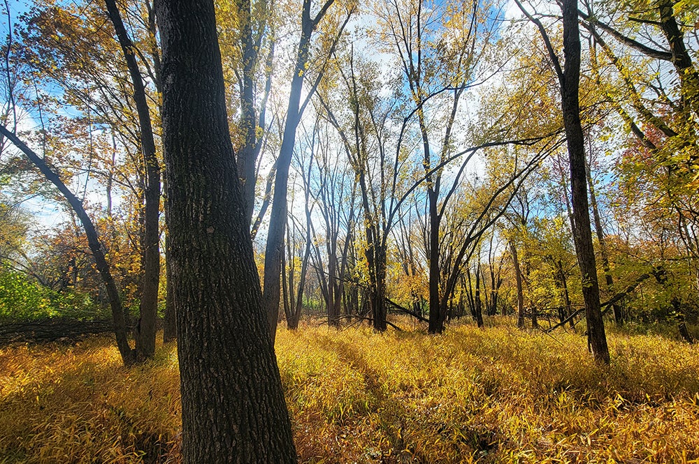 'Trees are time machines' | College of Liberal Arts & Sciences | Illinois