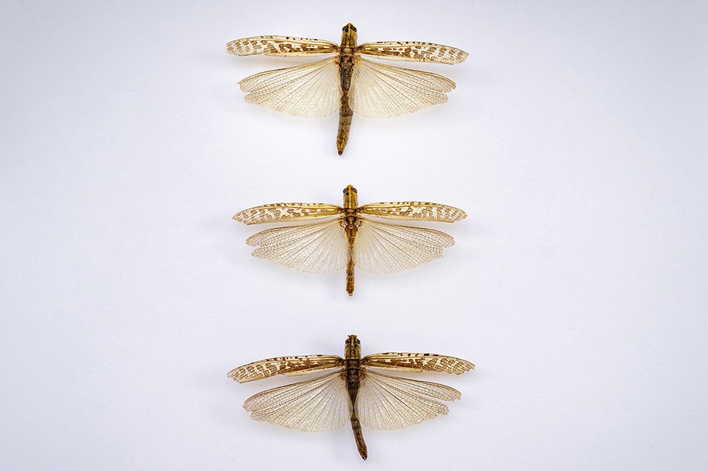 Grasshopper wing structure inspires design of gliding robot wings ...